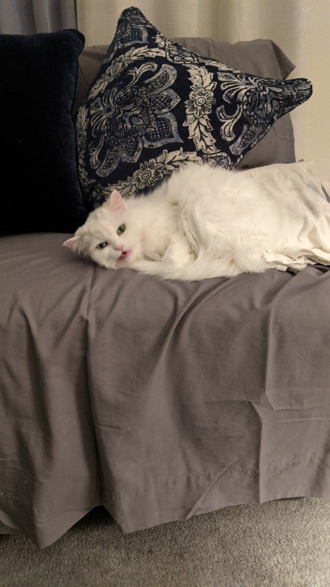 Flip Flop – Mighty Kool Kats